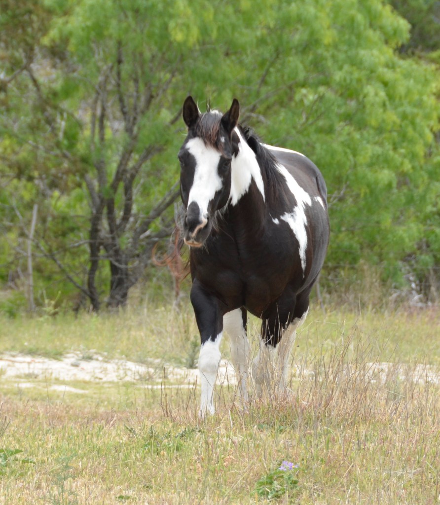 Origins, Behavior, and Myths of Paint Horses | Views From Medicine ...