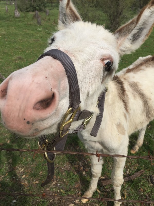 Legend of the donkey’s cross | Views From Medicine Spirit Ranch